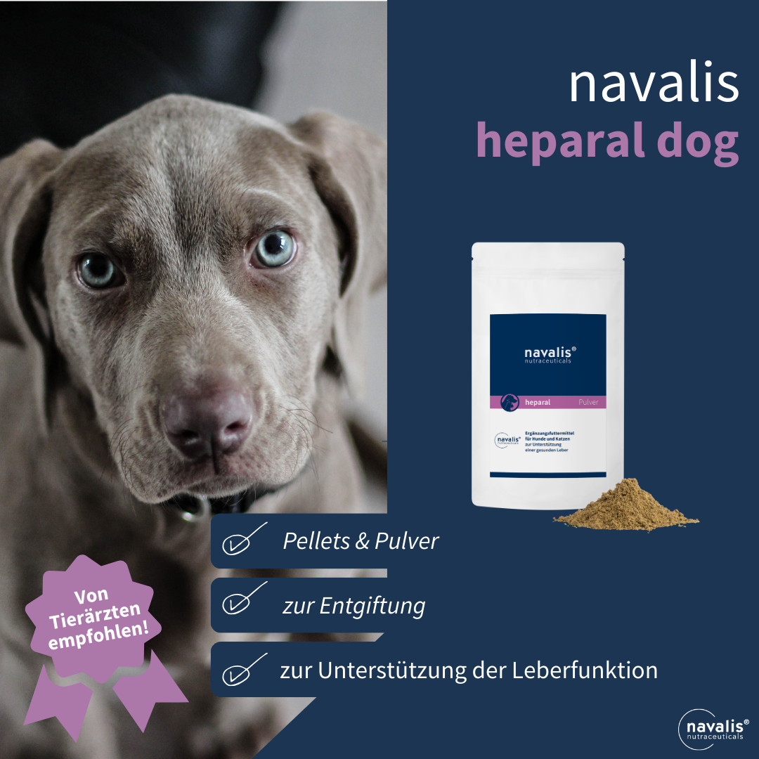 Navalis Heparal für Hunde bei Lebererkrankungen | Tierarzt Dr. Hölter